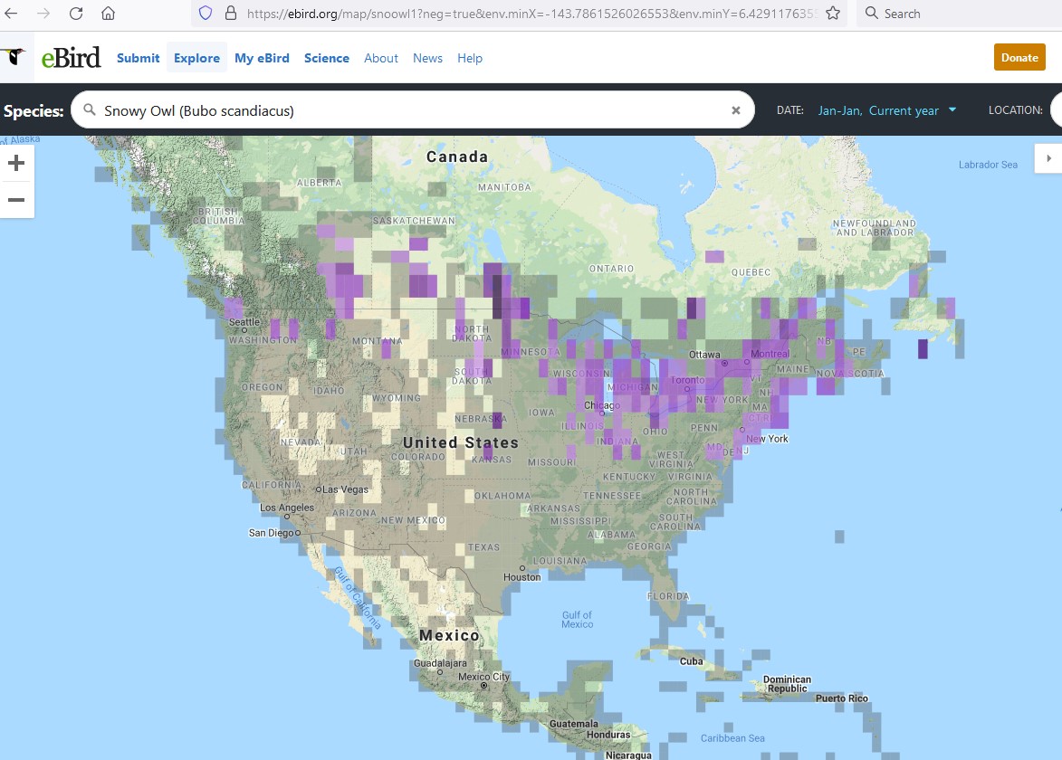 How to Find and Photograph Snowy Owls | Blog.JimDoty.com